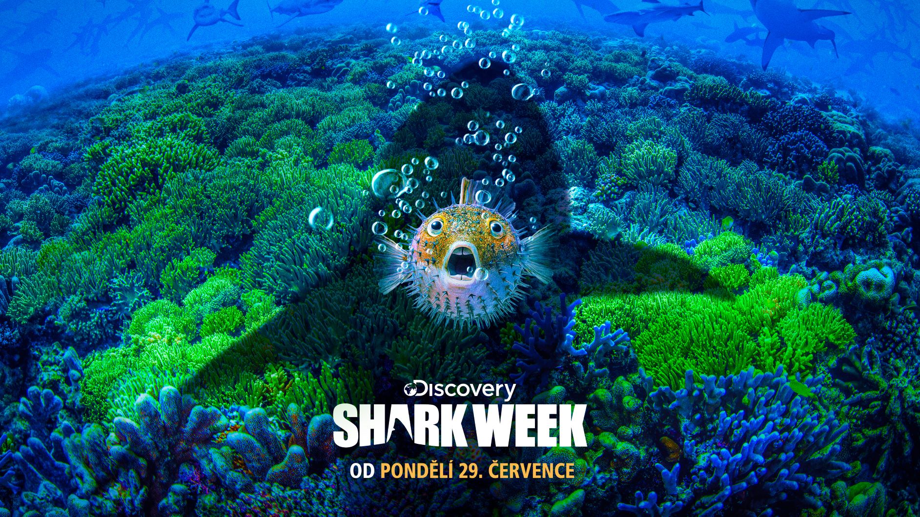 Shark Week 2019 se záplavou nových pořadů o žralocích začíná v neděli ...
